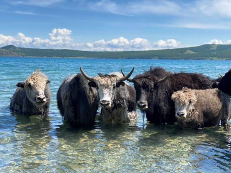 The SYL (Sustainable Yak Leather) project aims to support the Mongolian ...
